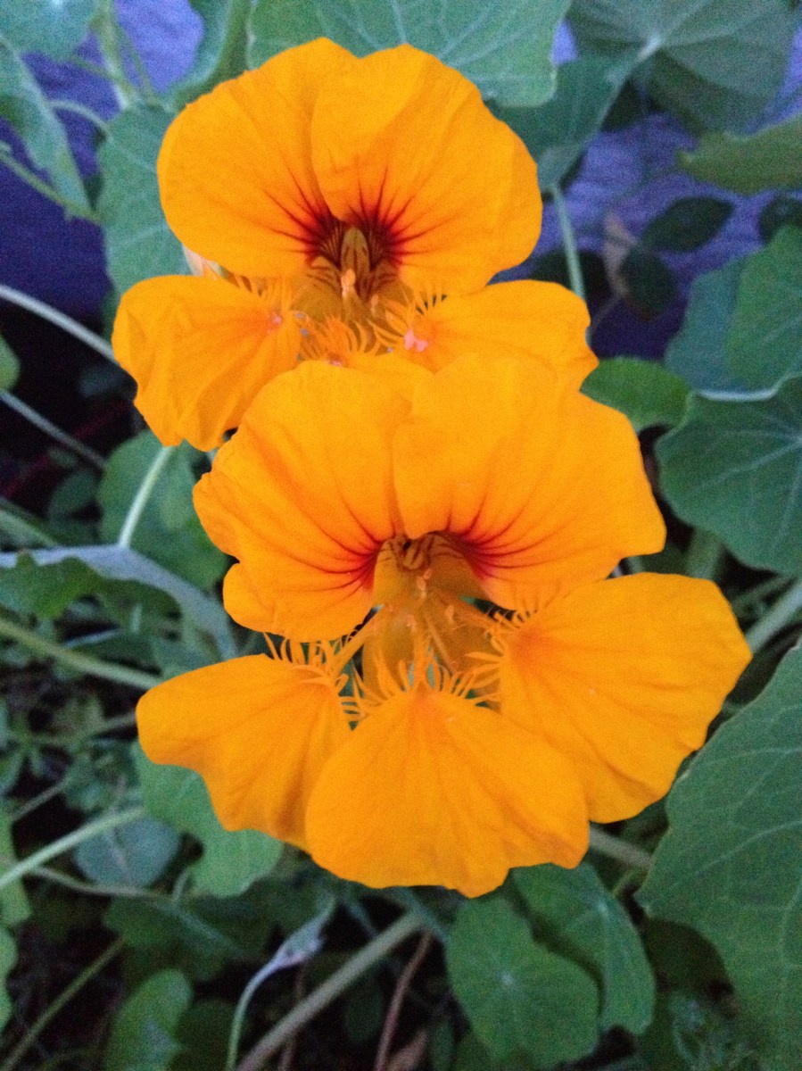 Hymn of the elusive magic – Eva van Beek